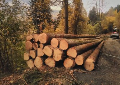 Foresterie | Travaux forestiers
